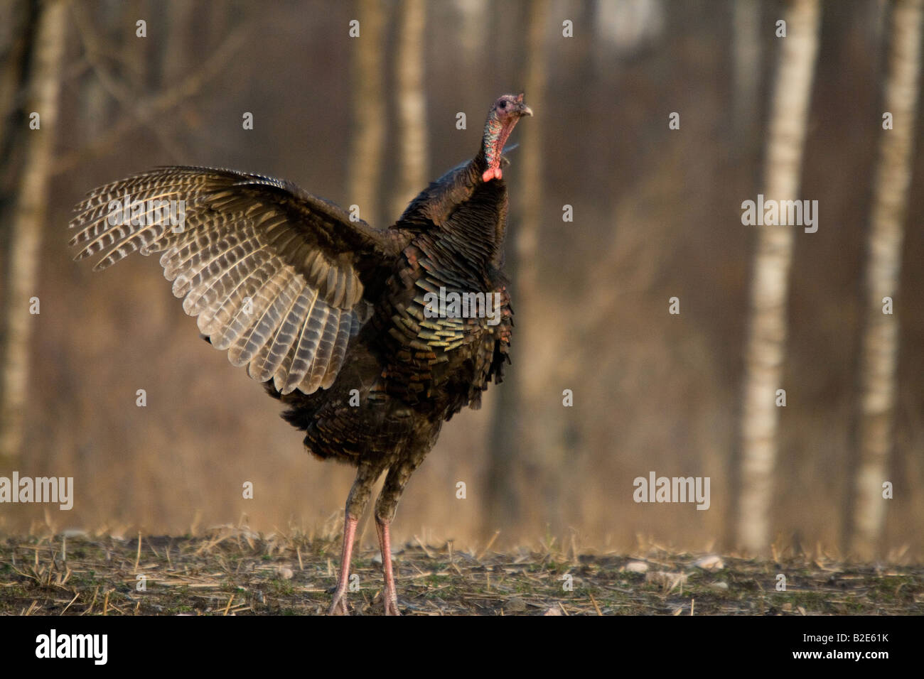 Jake eastern wild turkey in spring Stock Photo - Alamy