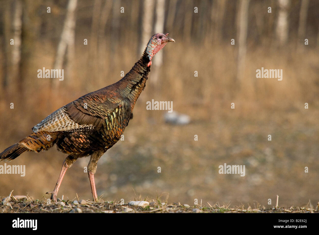 Jake eastern wild turkey in spring Stock Photo - Alamy