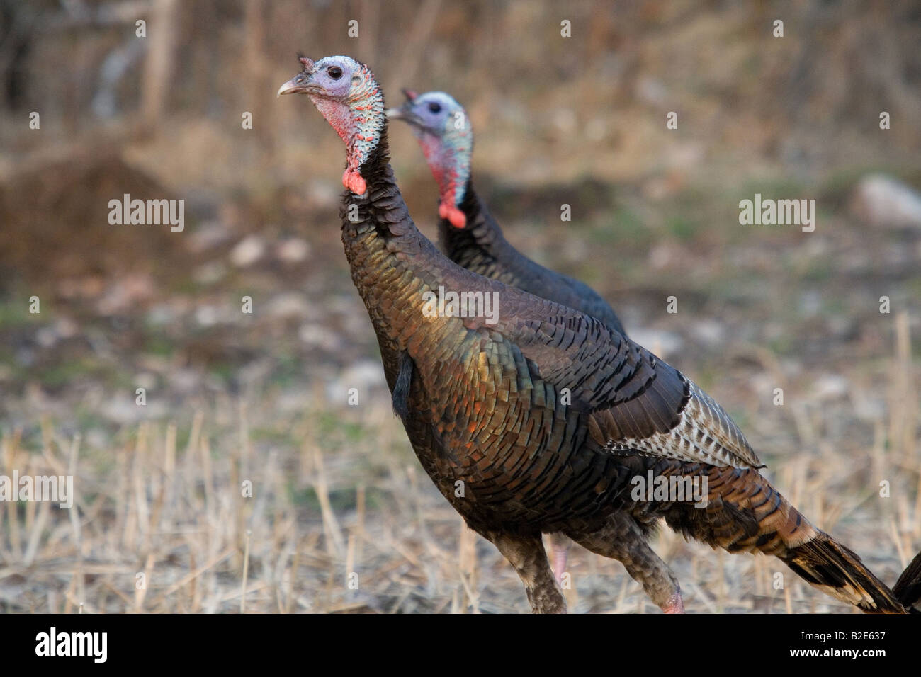 Jake eastern wild turkey in spring Stock Photo - Alamy