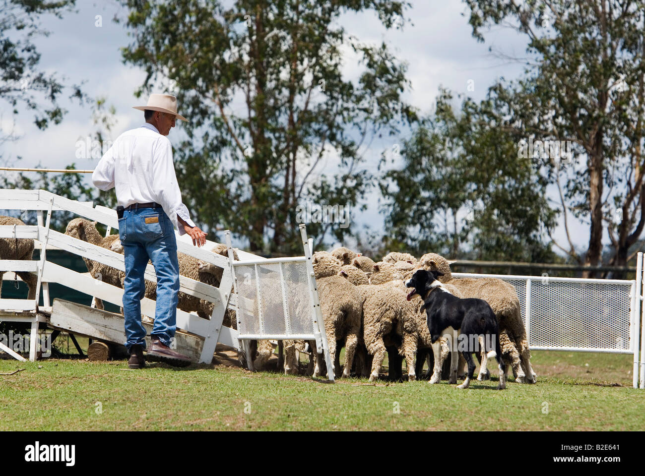Sheep dog and sheep and farmer hi-res stock photography and images - Alamy