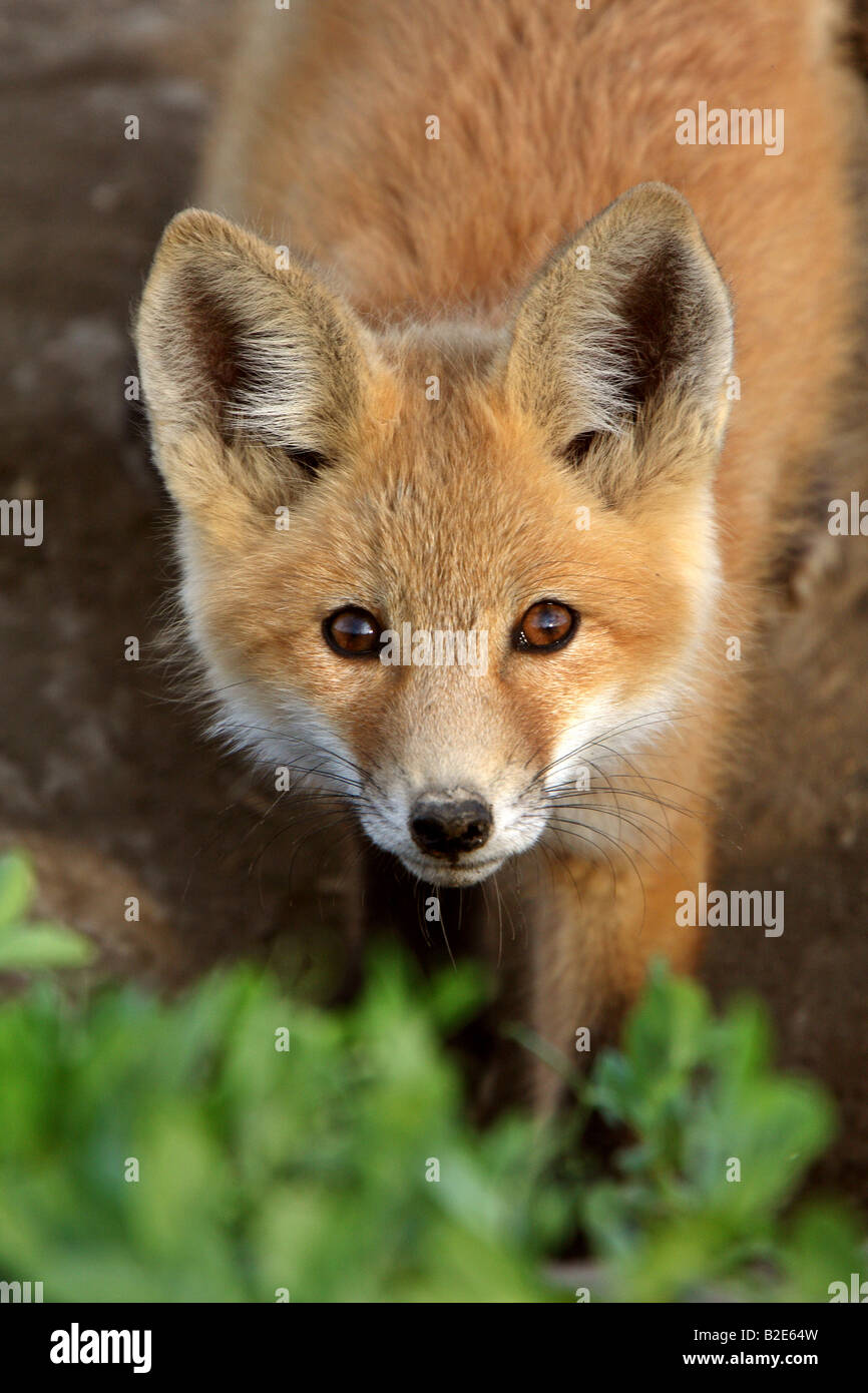 Red Fox pup in Saskatchewan Stock Photo - Alamy