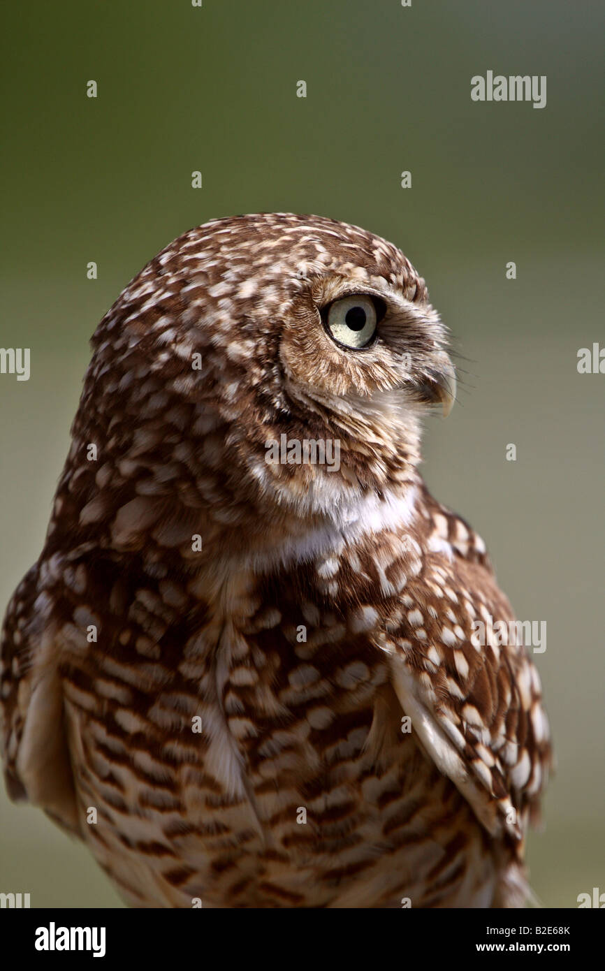 Burrowing Owl looking away Stock Photo - Alamy