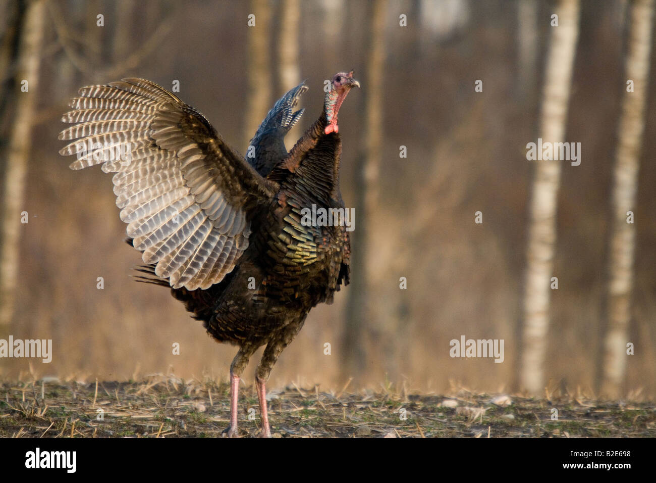 Wild turkey hi-res stock photography and images - Alamy