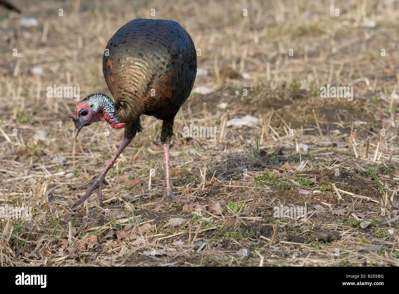 Jake eastern wild turkey in spring Stock Photo - Alamy