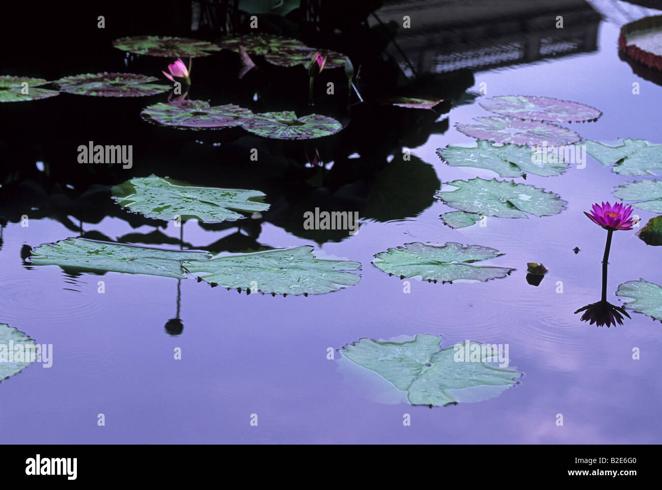 Tropical Water Lilies reflections Stock Photo - Alamy