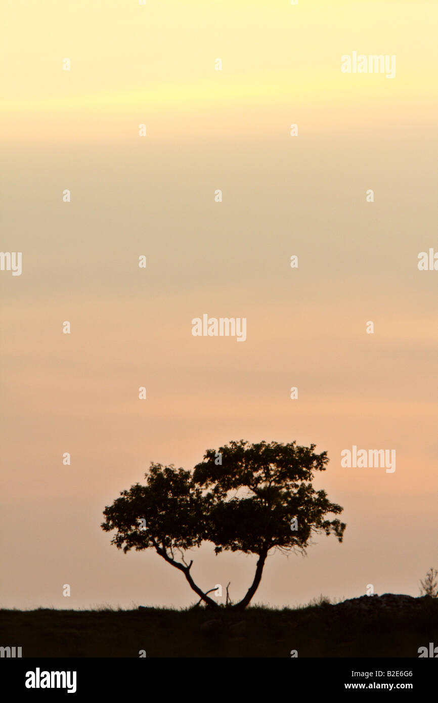 Lone tree Canada Stock Photo - Alamy