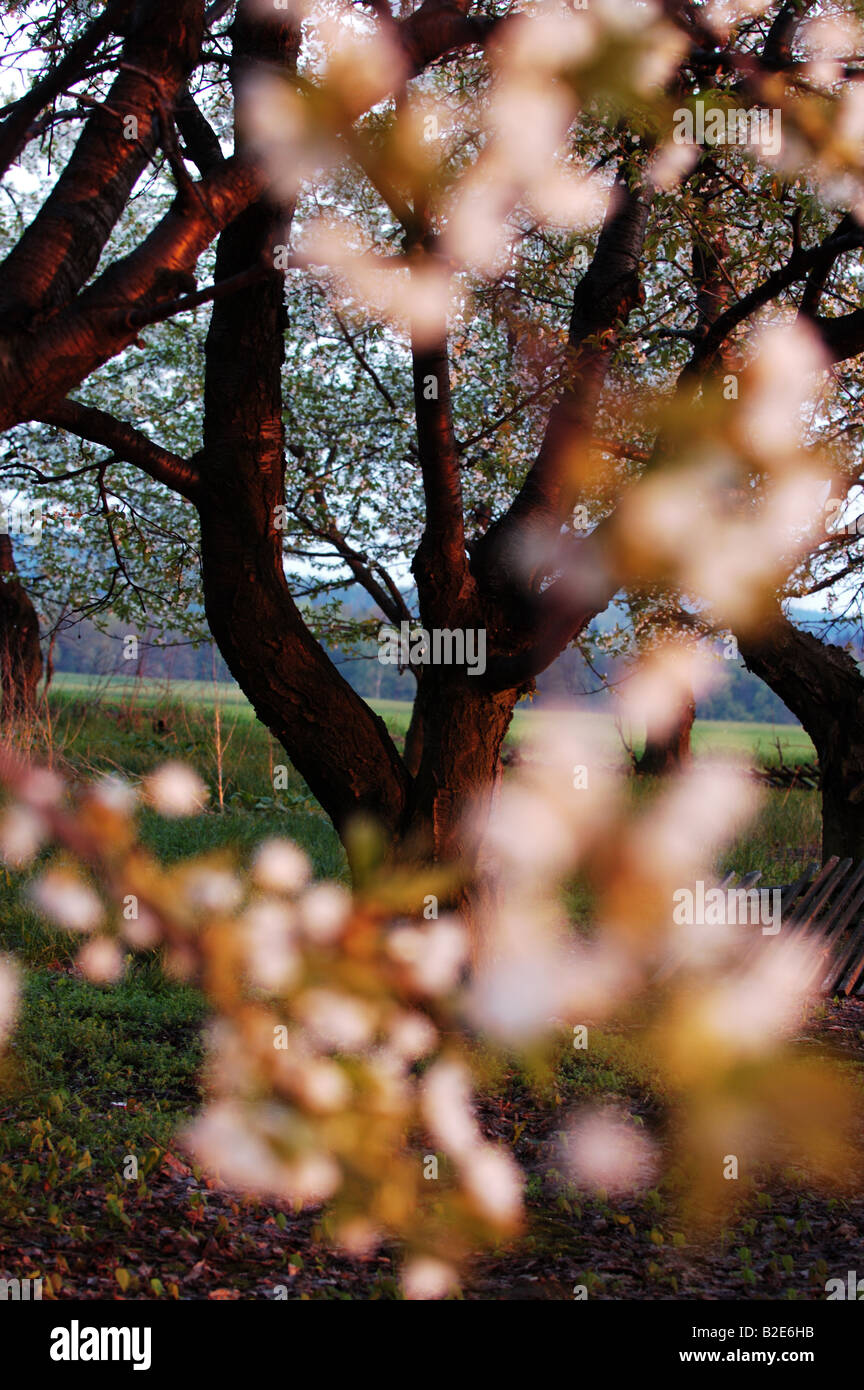 Spring, silesia, poland, europe Stock Photo - Alamy