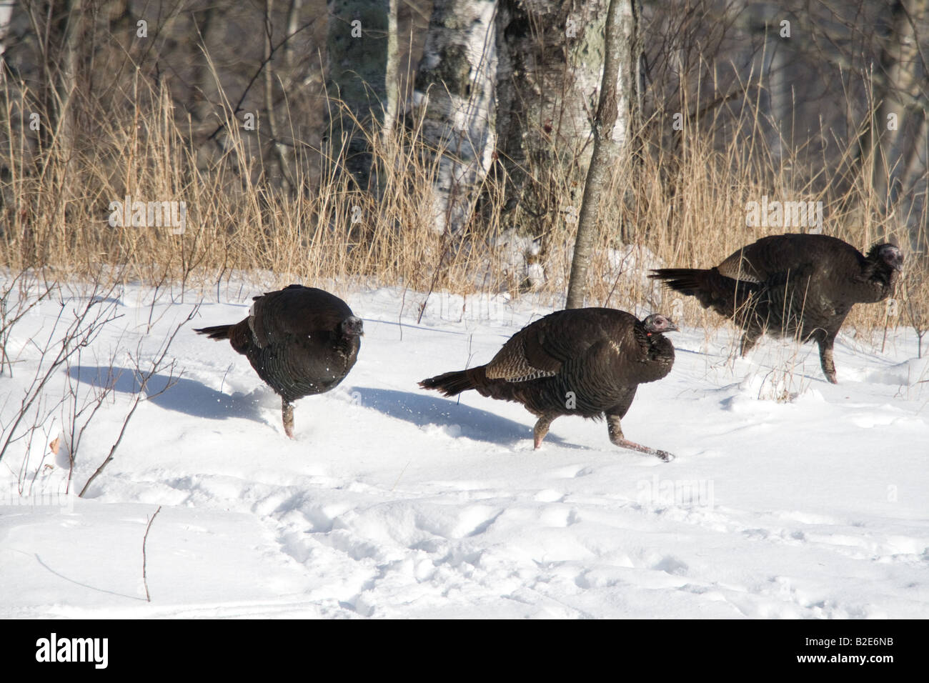 Eastern wild turkey in snow Stock Photo - Alamy