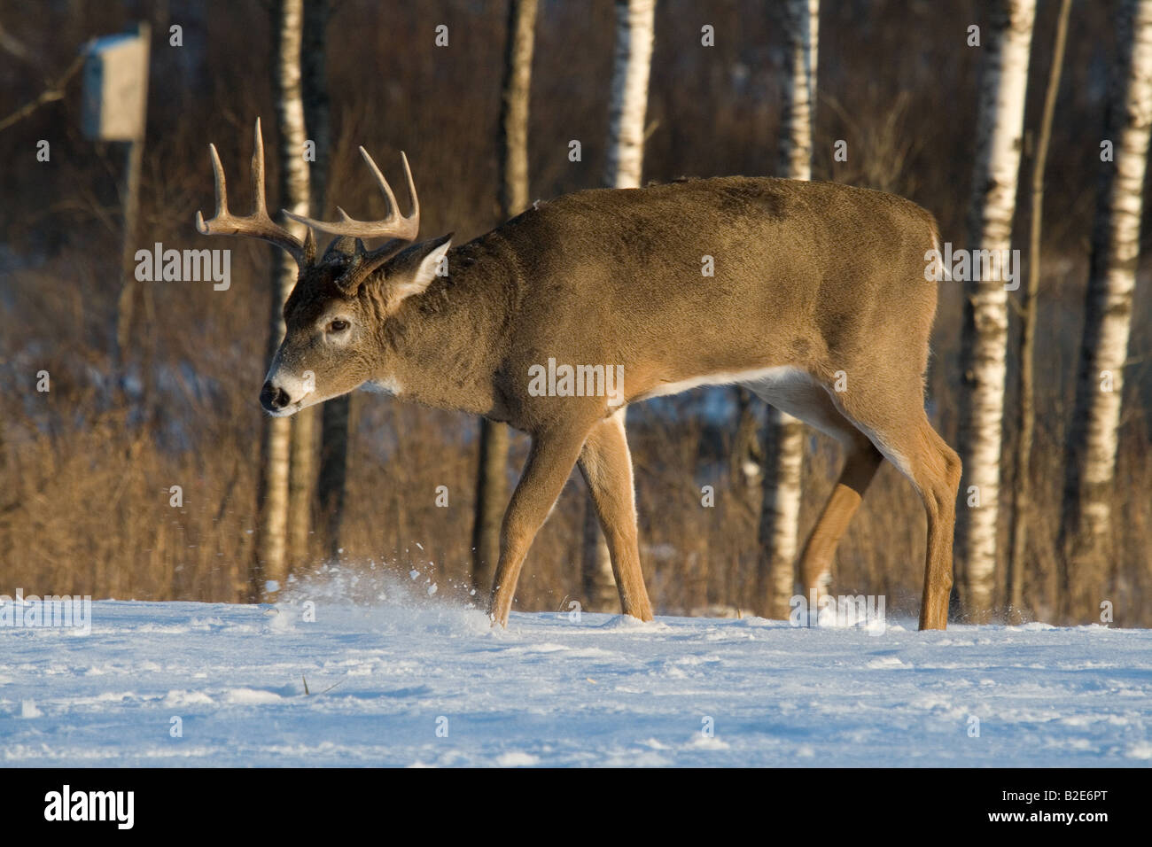 White tailed buck in the snow Stock Photo - Alamy