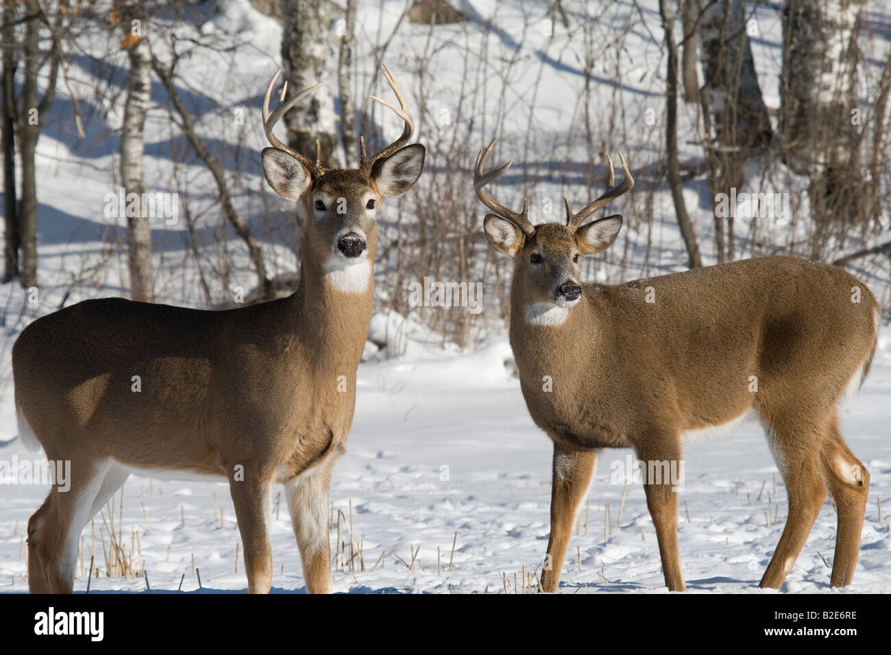 Two whitetail deer bucks hi-res stock photography and images - Alamy
