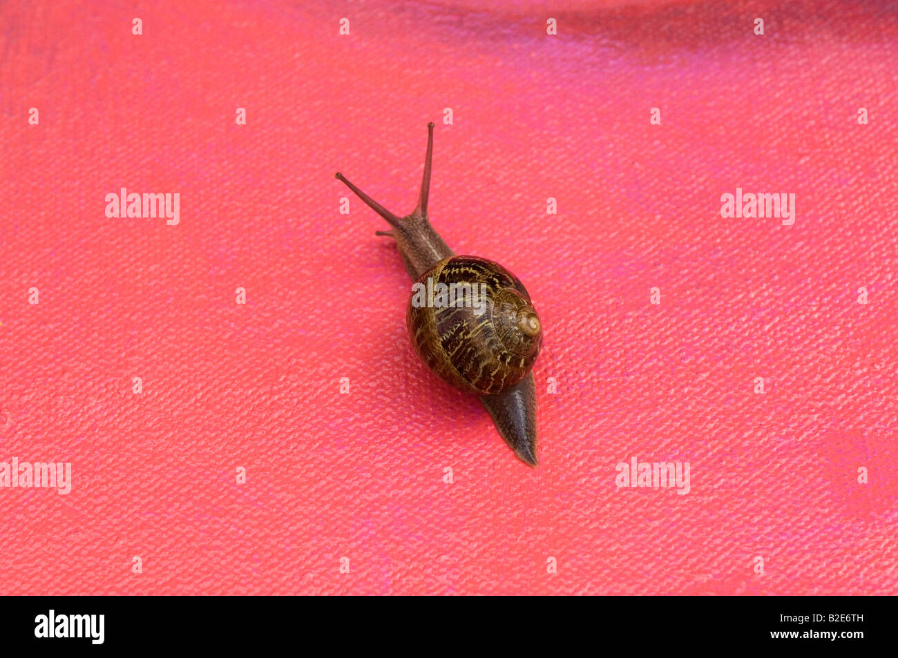 Garden Snail. Helix aspersa Stock Photo - Alamy