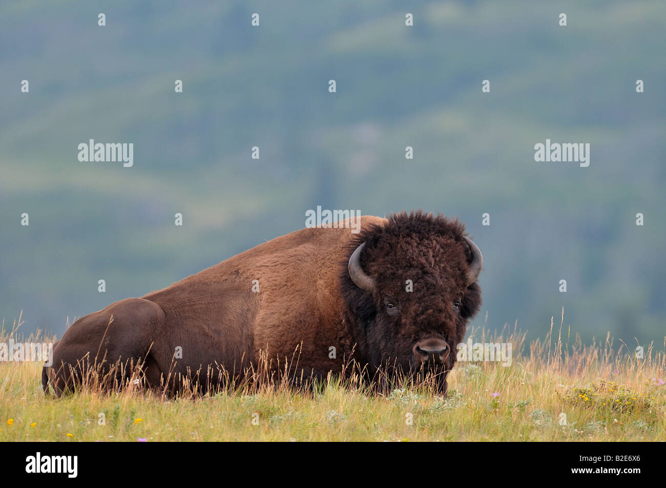 Bison laying down hi-res stock photography and images - Alamy