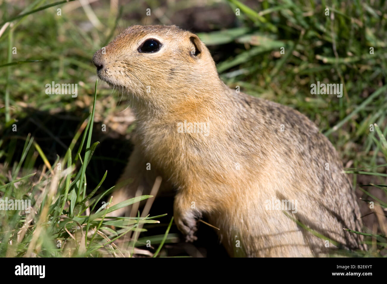 Ground squirrel gopher hi-res stock photography and images - Alamy