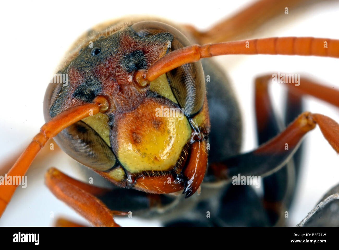 Australian paper wasp hi-res stock photography and images - Alamy