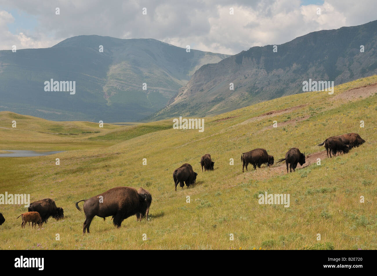 A herd of wild Bison foraging on the grassland in Warton National Park ...