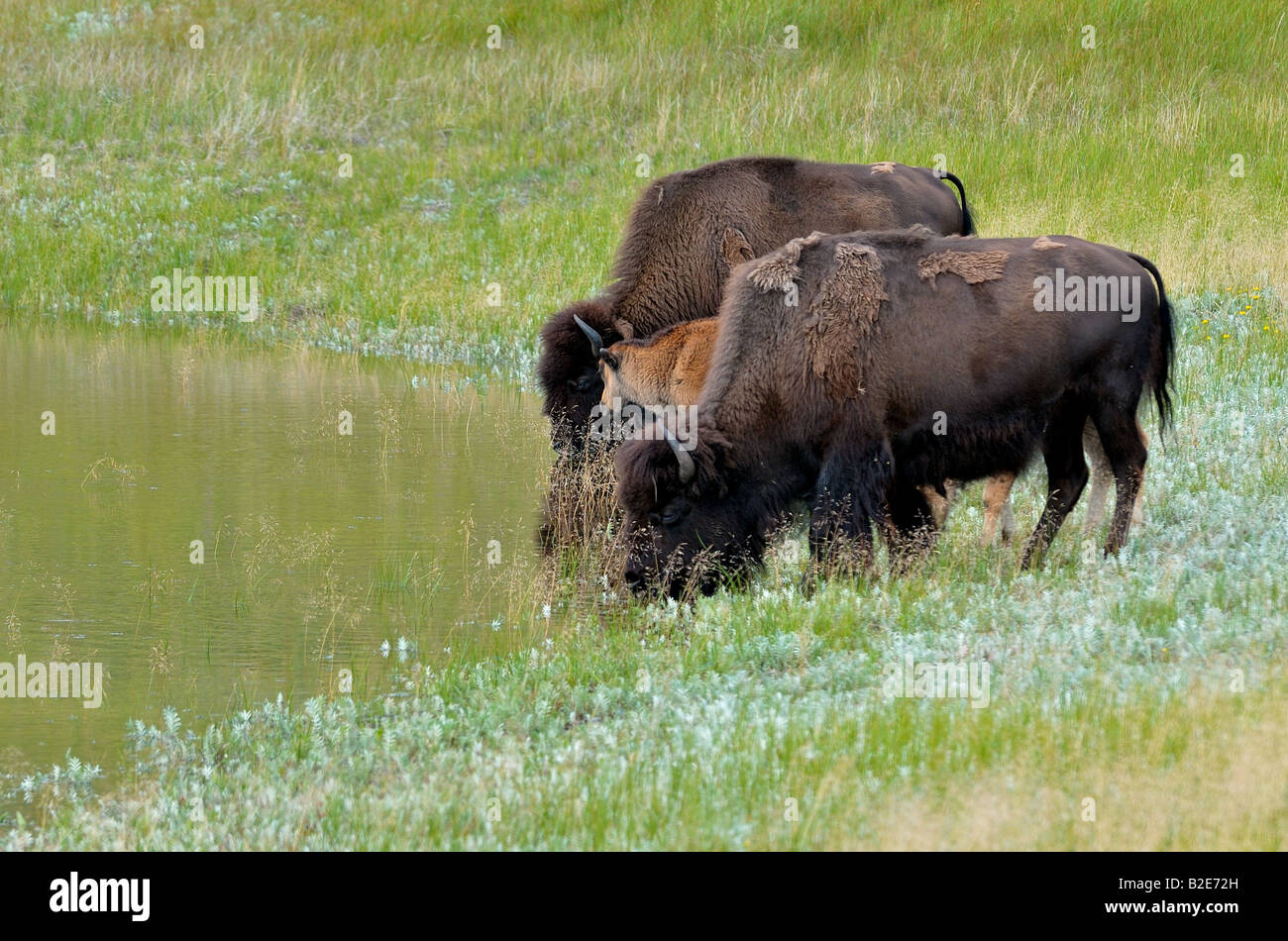 Bison water waterton hi-res stock photography and images - Alamy