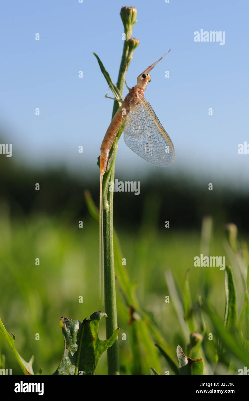 Mayfly larva hi-res stock photography and images - Alamy