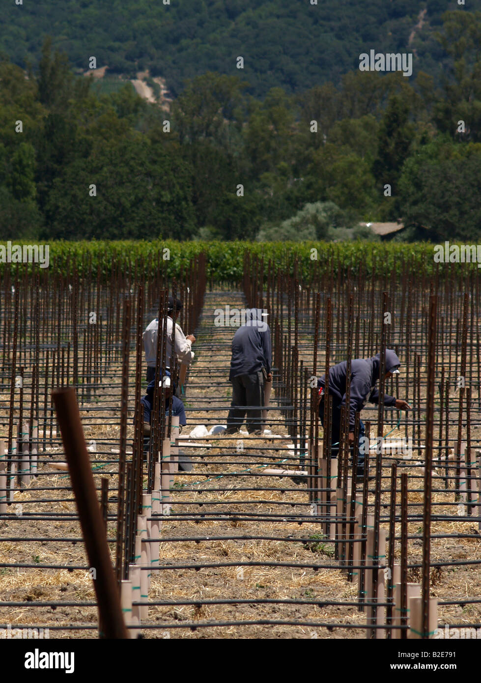 Vineyard laborer hi-res stock photography and images - Alamy
