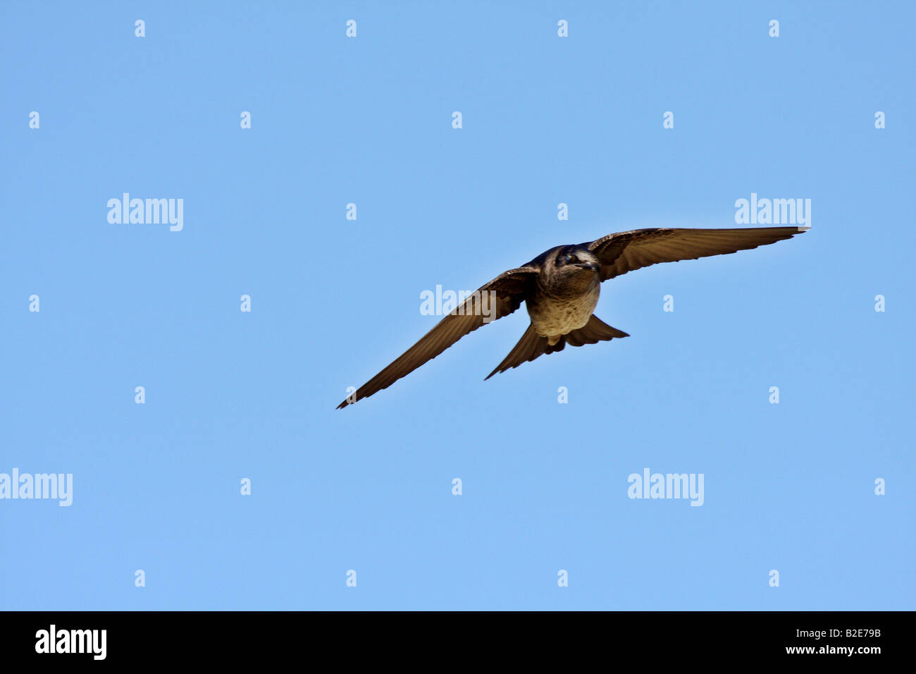 Female Purple Martin in flight Stock Photo - Alamy