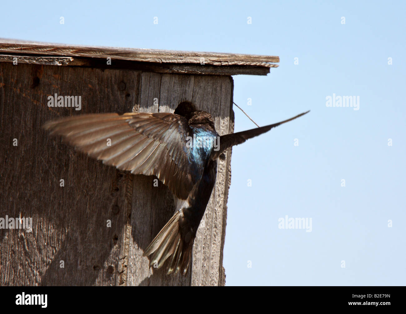 Tree Swallow hovering at bird house Stock Photo - Alamy
