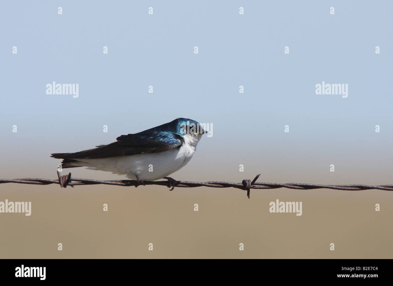 Tree swallow perched on wire hi-res stock photography and images - Alamy