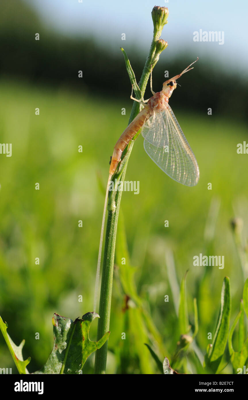 Mayfly larvae hi-res stock photography and images - Alamy