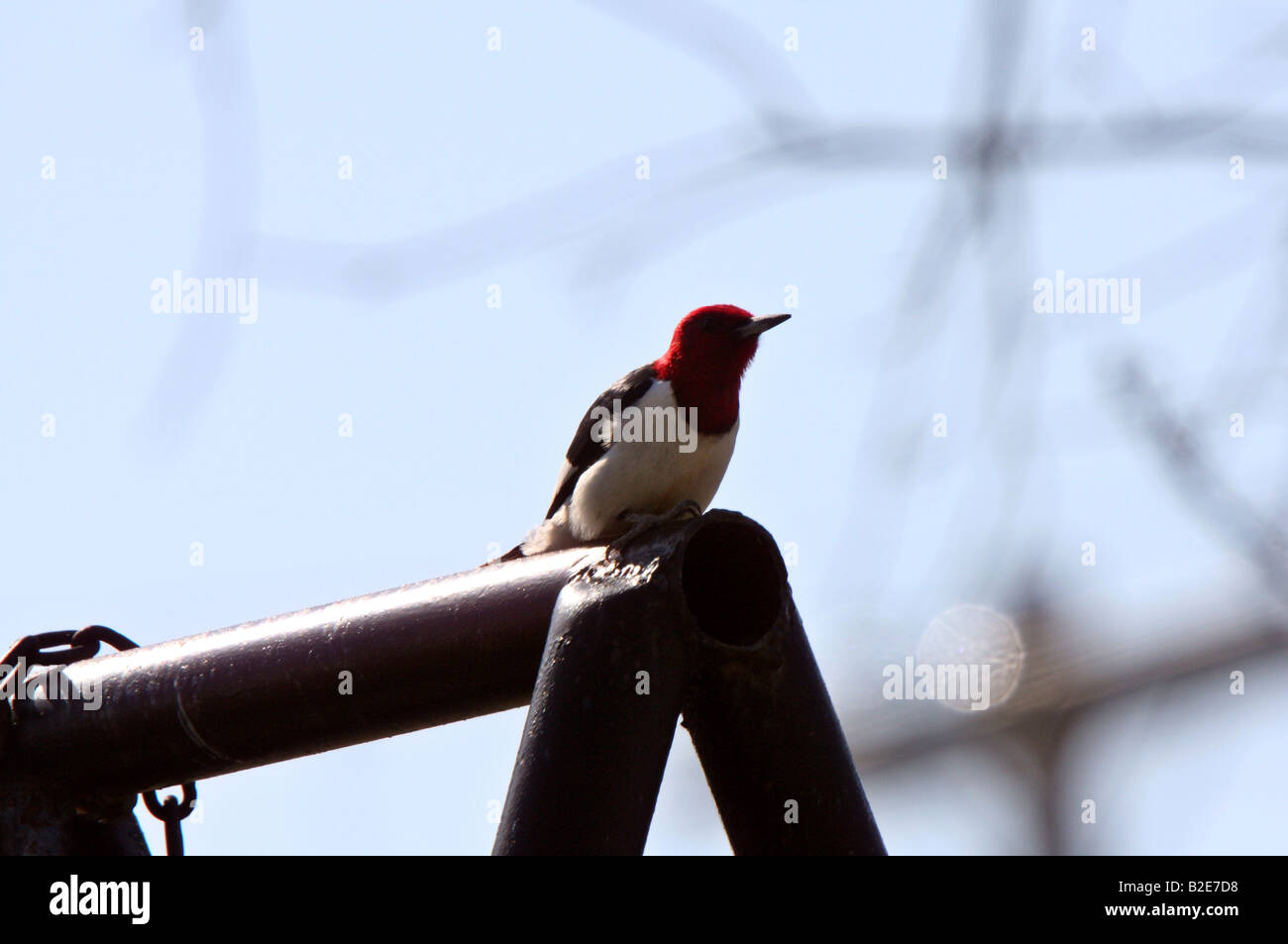 Round headed bird hi-res stock photography and images - Alamy