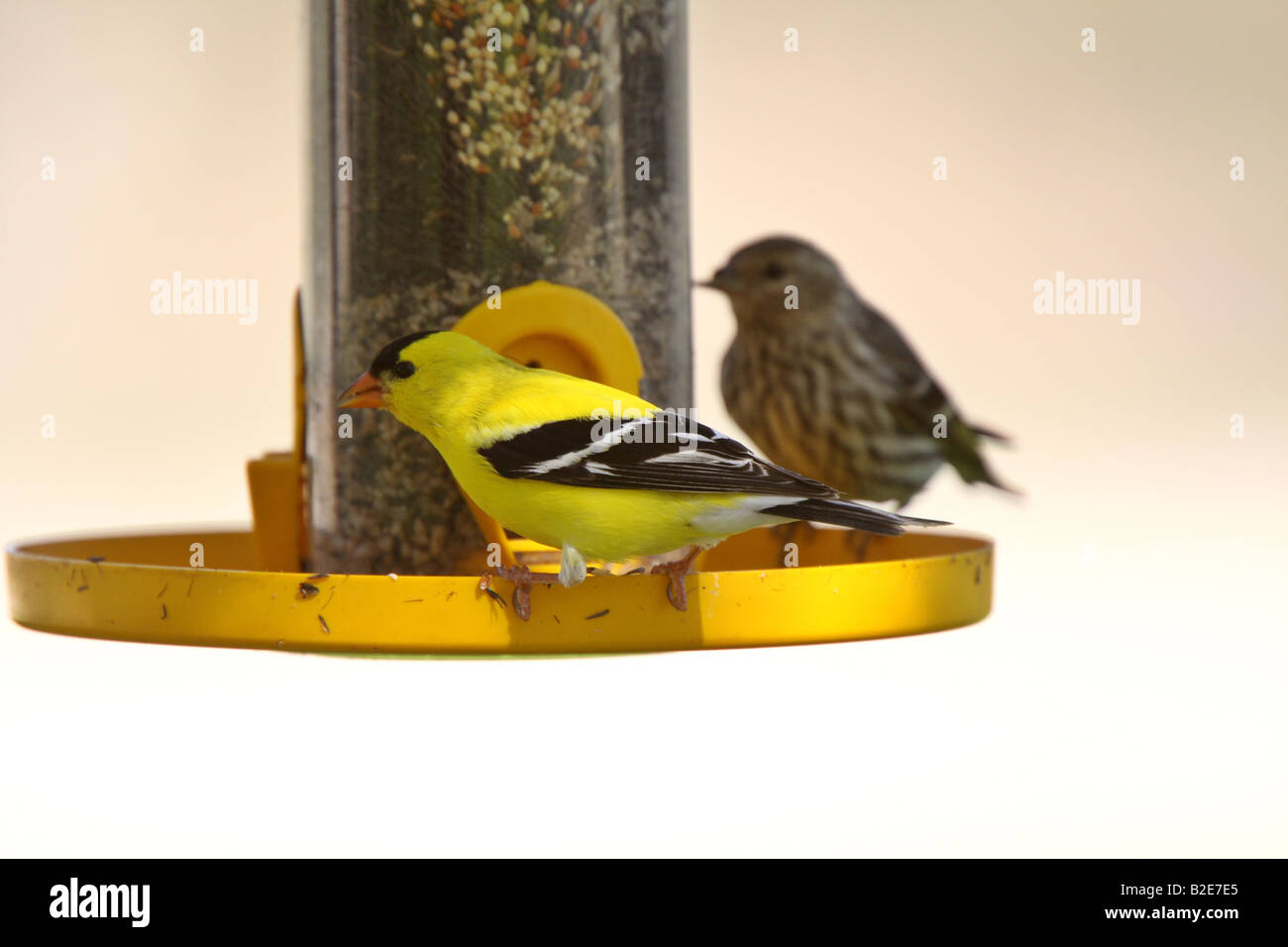 New world goldfinch hi-res stock photography and images - Alamy