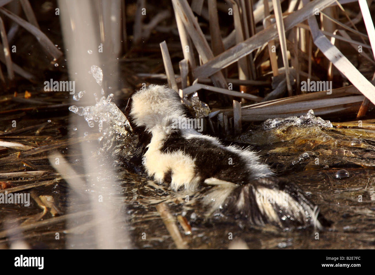 Striped Skunk swimming in marsh Stock Photo - Alamy