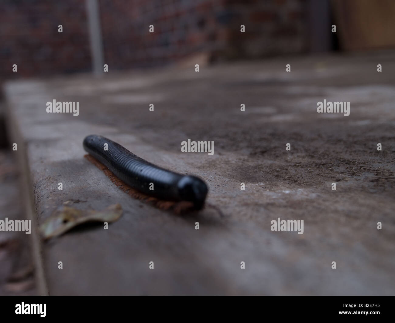 Chongololo hi-res stock photography and images - Alamy