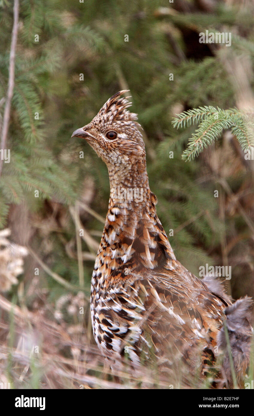 Ruffed Gouse amongst Spring vegetation Stock Photo - Alamy