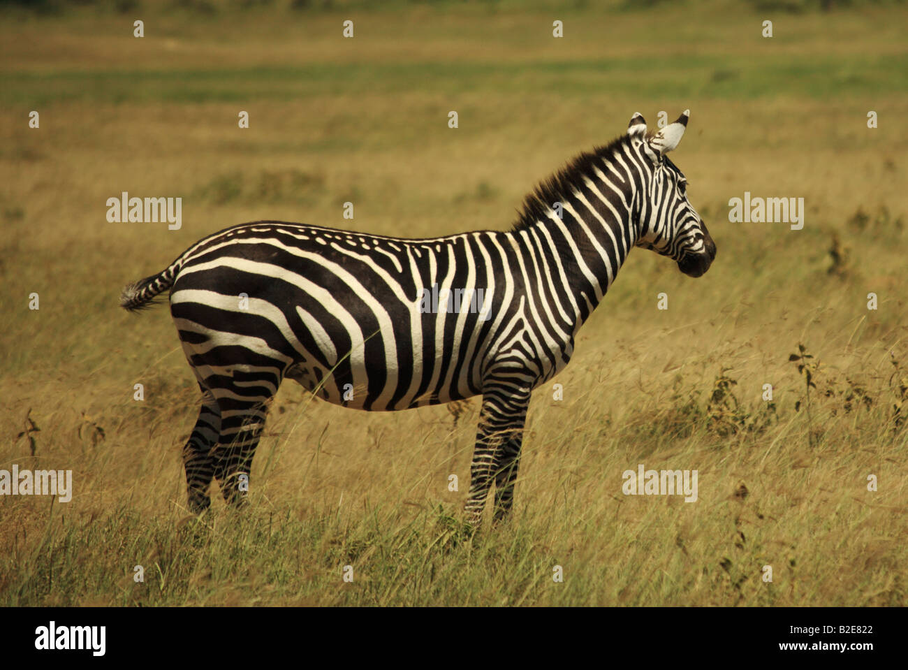 Single zebra in Kenya Africa Stock Photo - Alamy