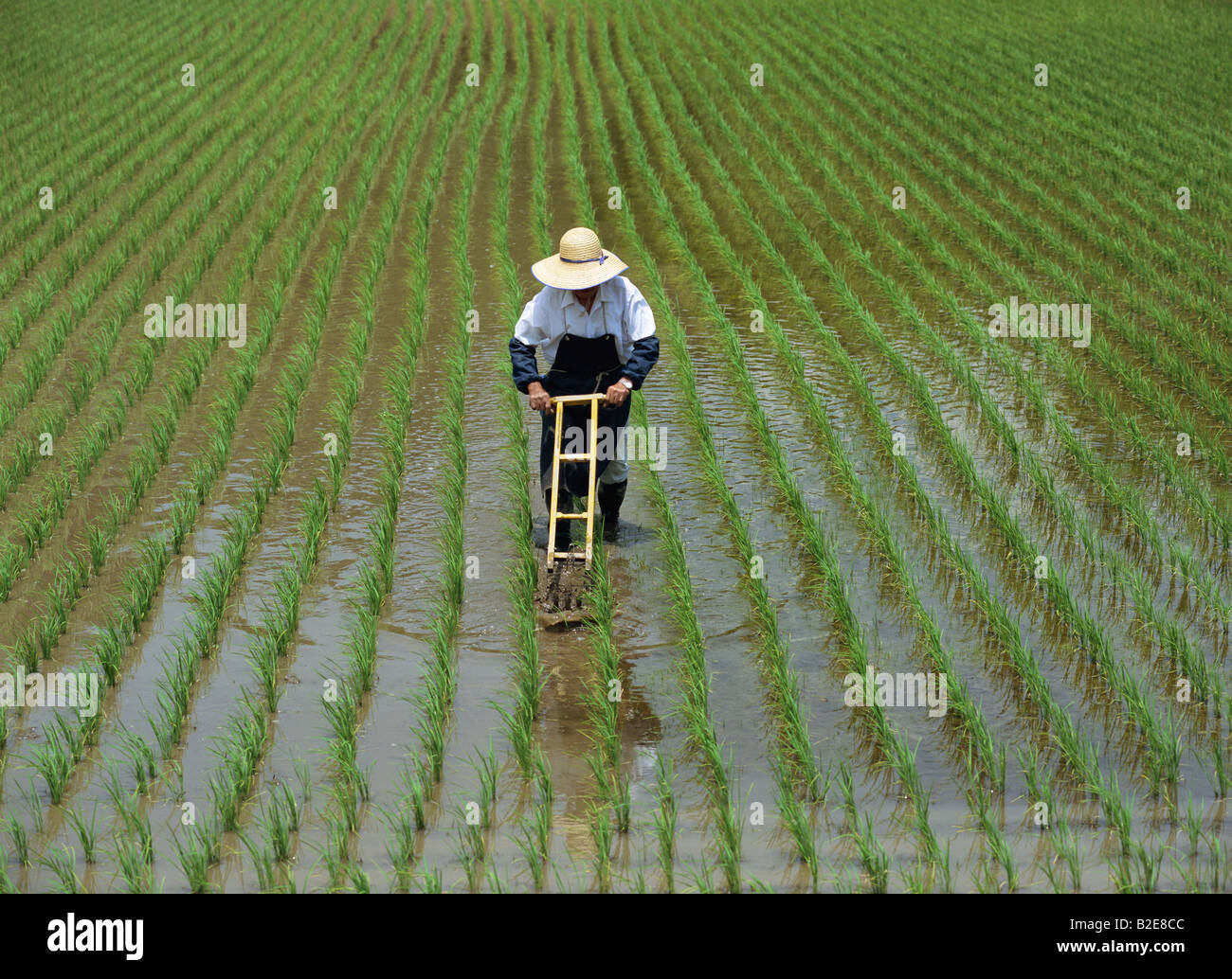 Cultivating rice using traditional methods Stock Photo - Alamy