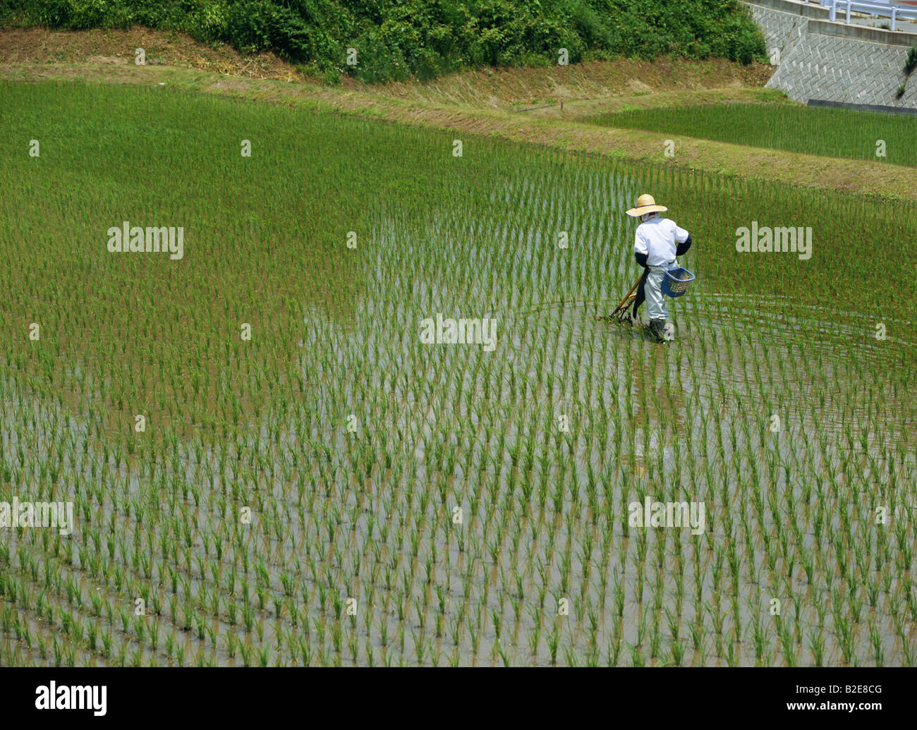 Cultivating rice using traditional methods Stock Photo - Alamy