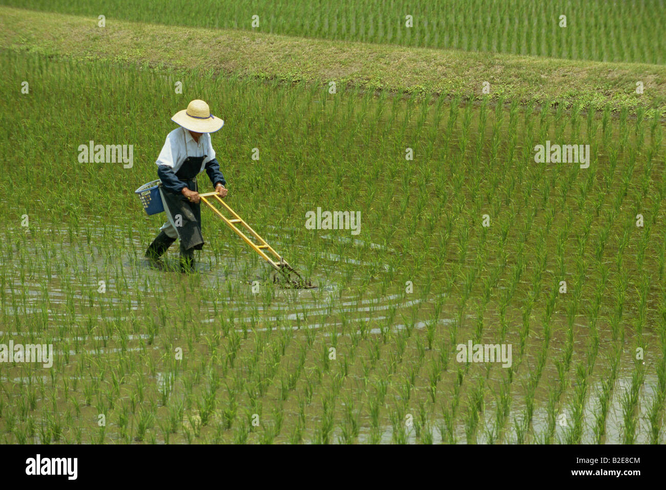 Cultivating rice using traditional methods Stock Photo - Alamy