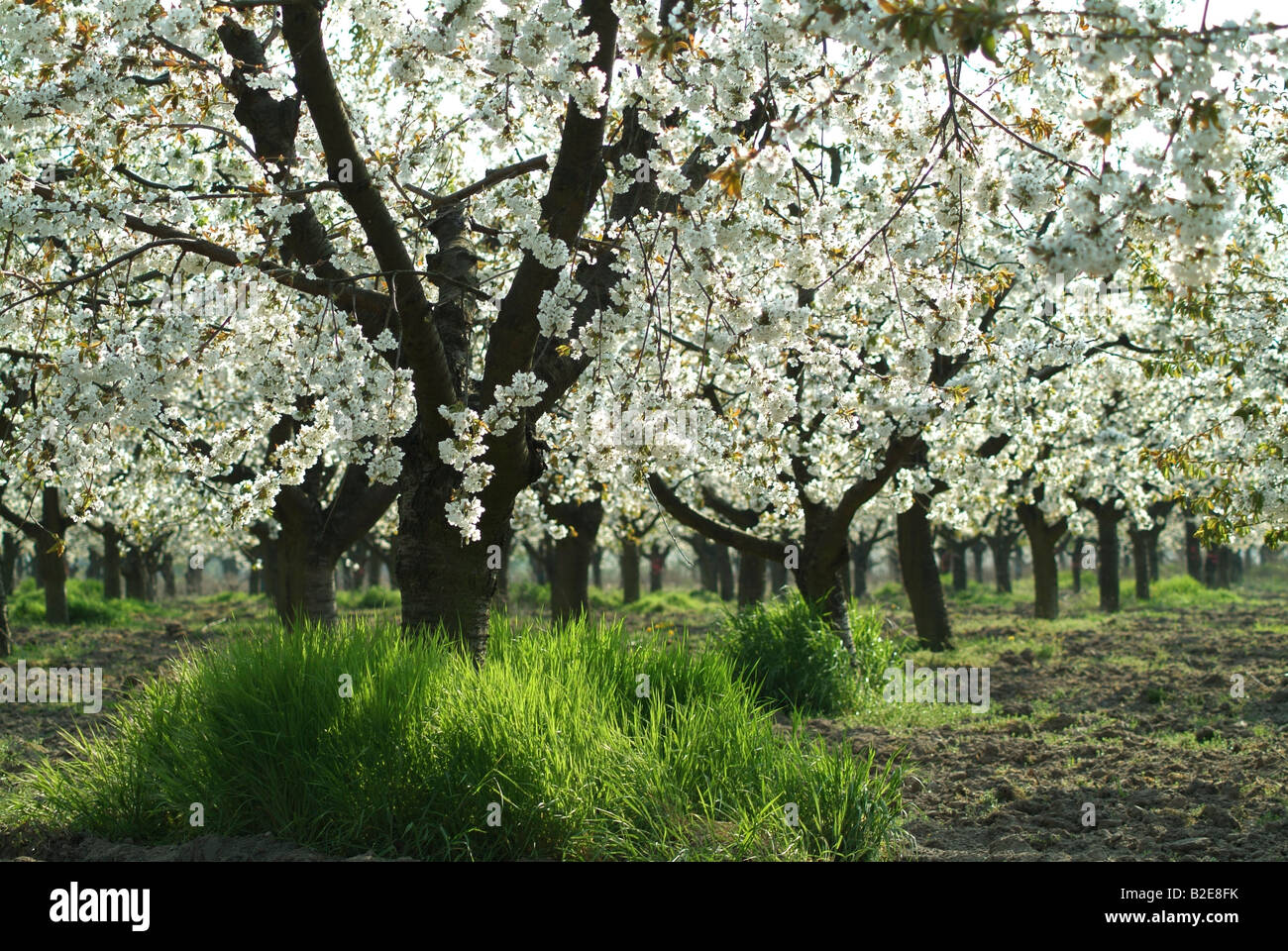 Cherry trees blooming in field, Brandenburg, Germany Stock Photo - Alamy