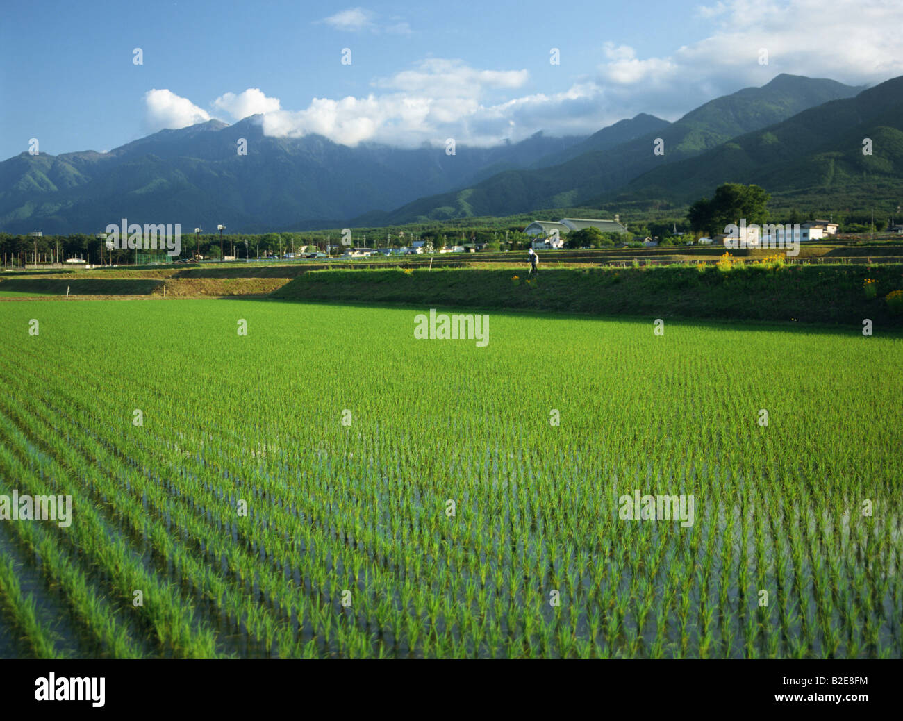 Rice fields in Japan Stock Photo - Alamy