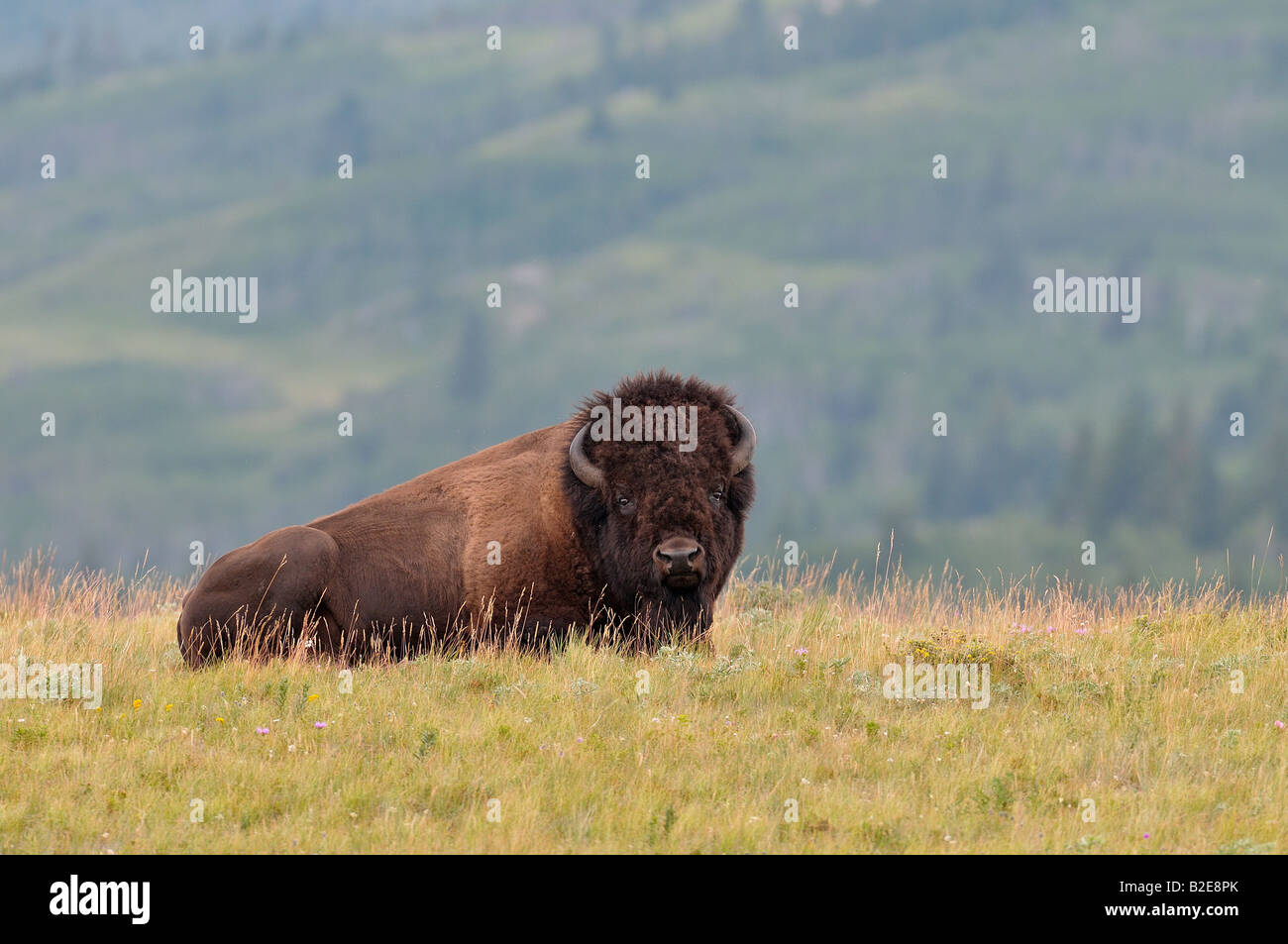 A big adult male Bison Stock Photo - Alamy