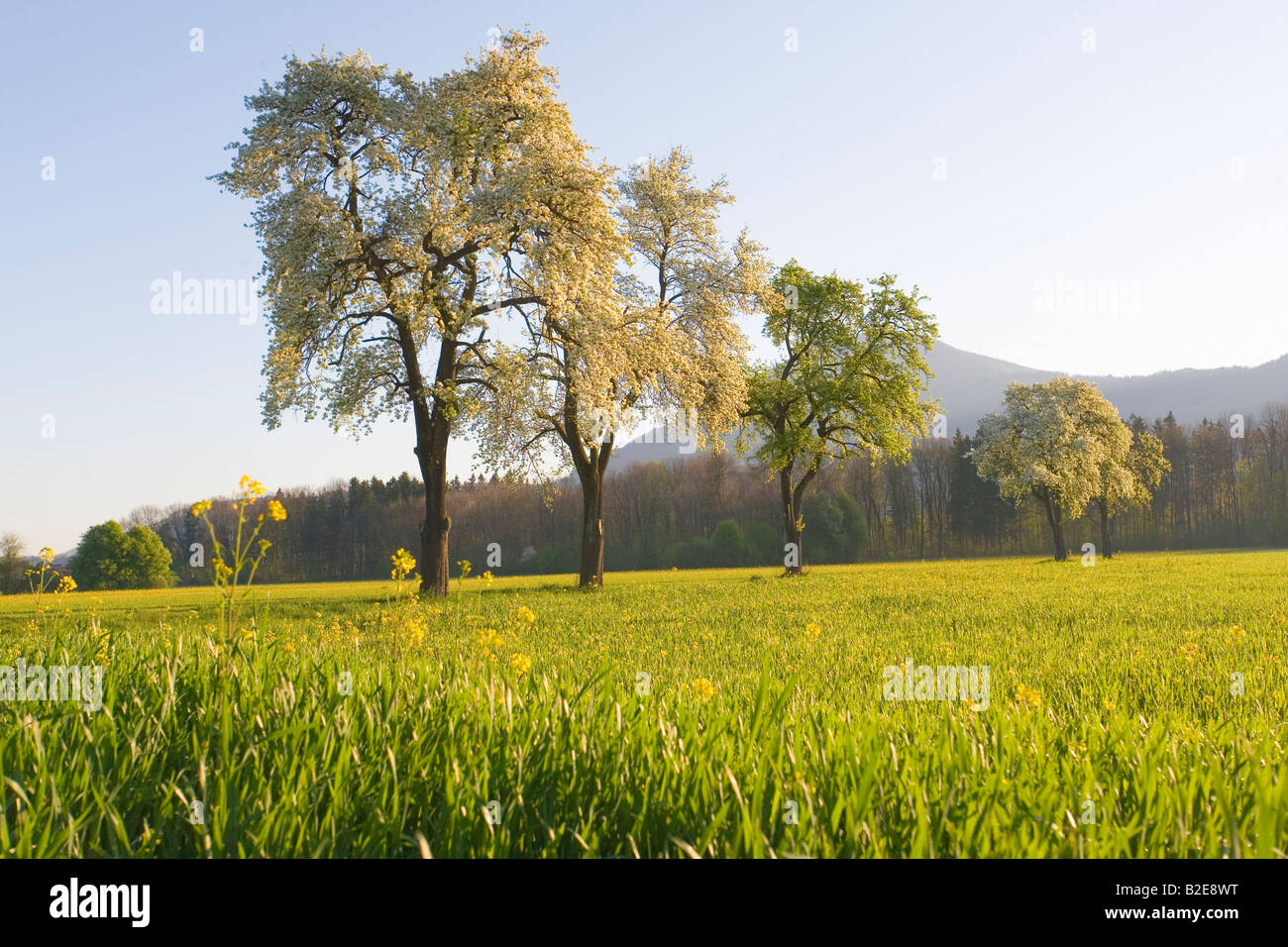 Trees in field, Sulzburg, Austria Stock Photo - Alamy