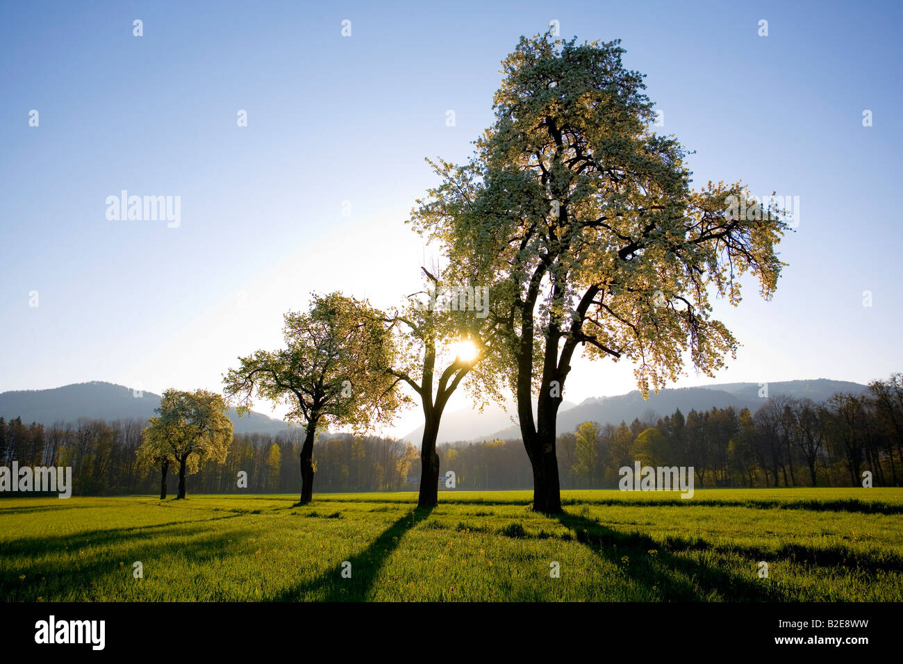 Trees in field, Sulzburg, Austria Stock Photo - Alamy
