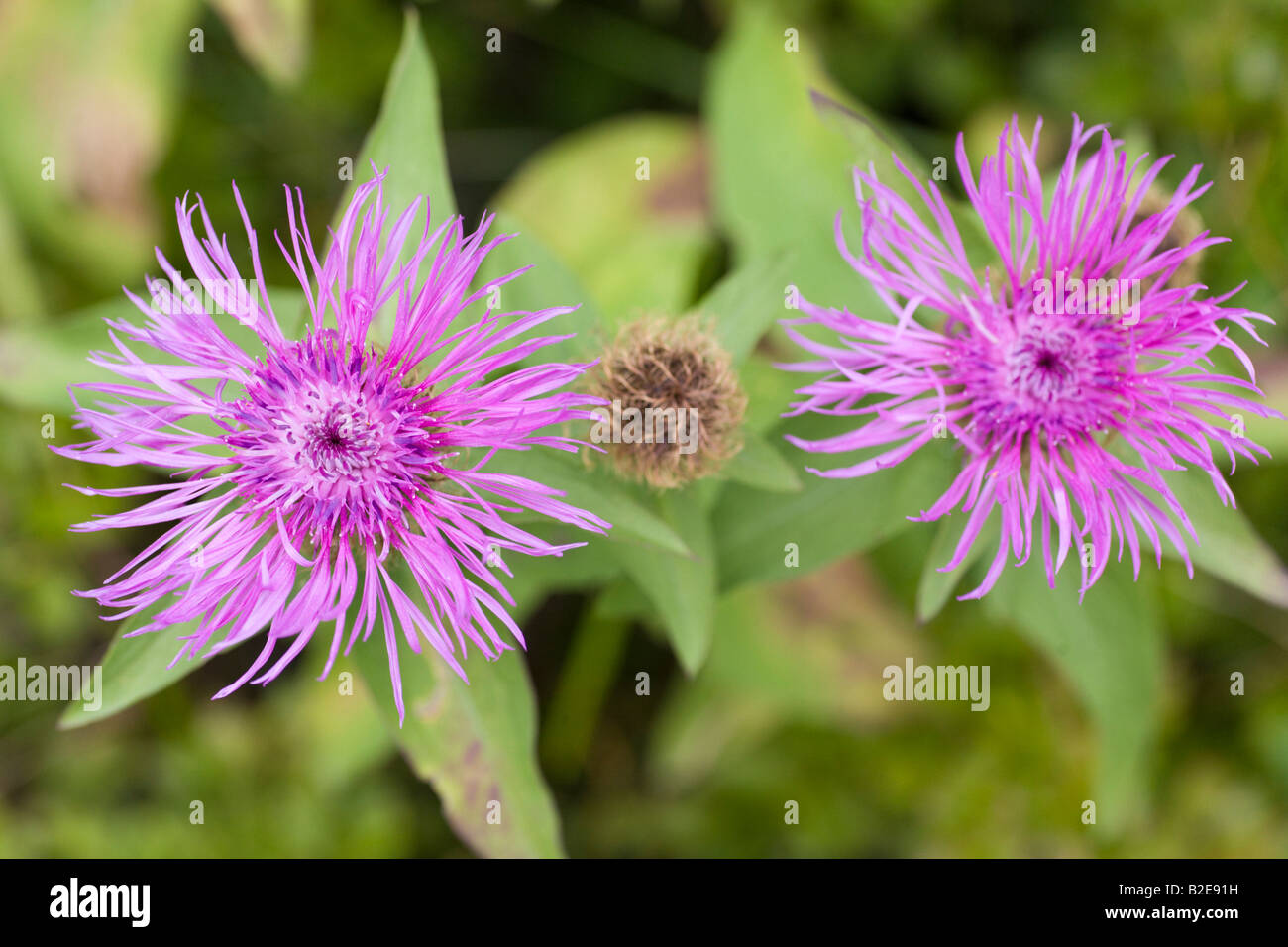 Close-up of knapweed flowers Stock Photo - Alamy