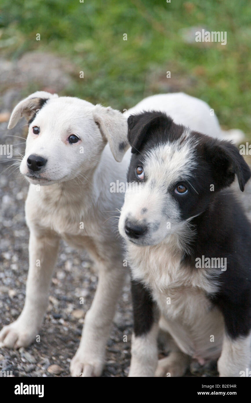 Two puppies hi-res stock photography and images - Alamy