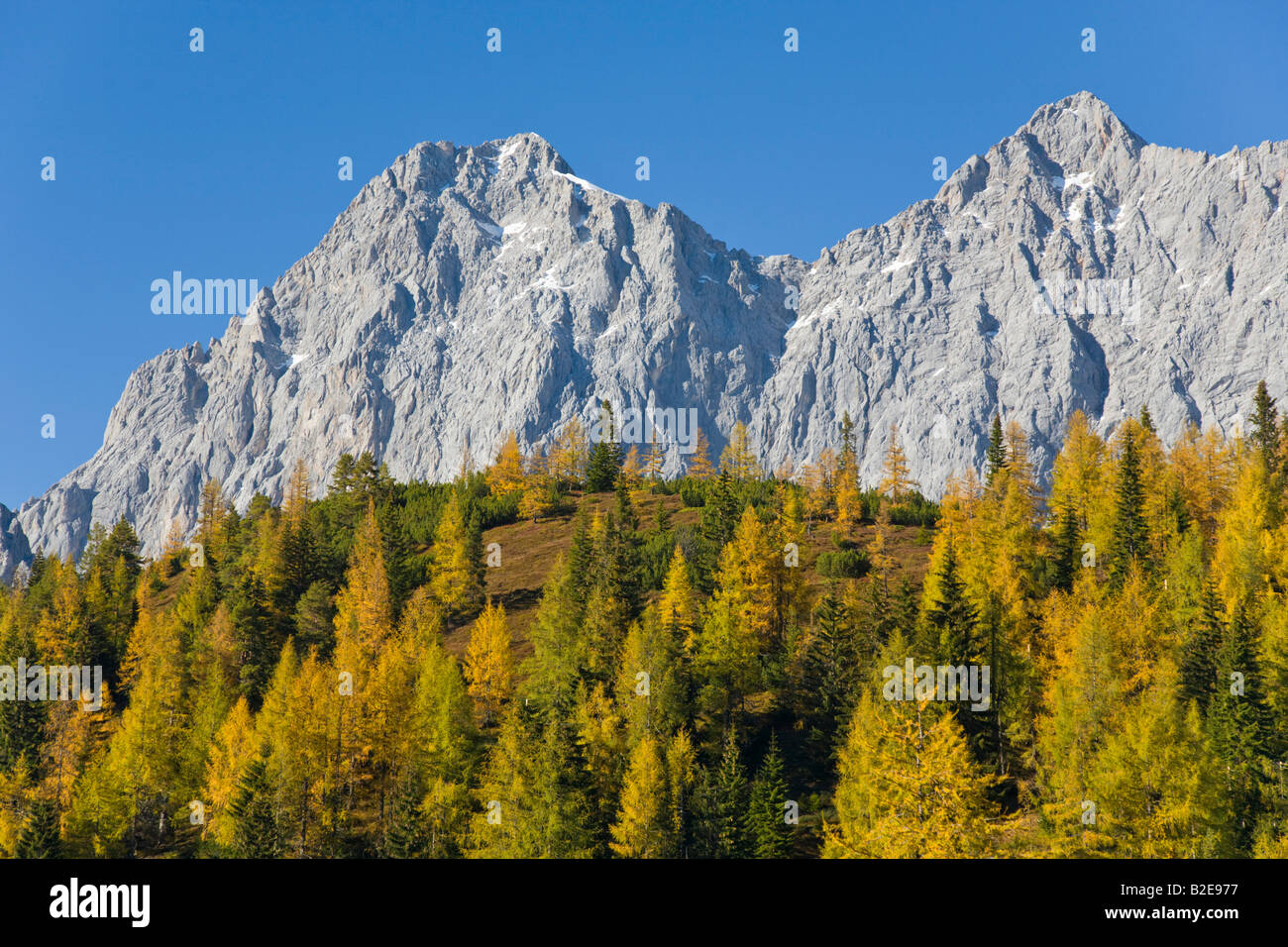 Larch trees on mountain, Hoher Dachstein, Dachstein Mountain Range ...