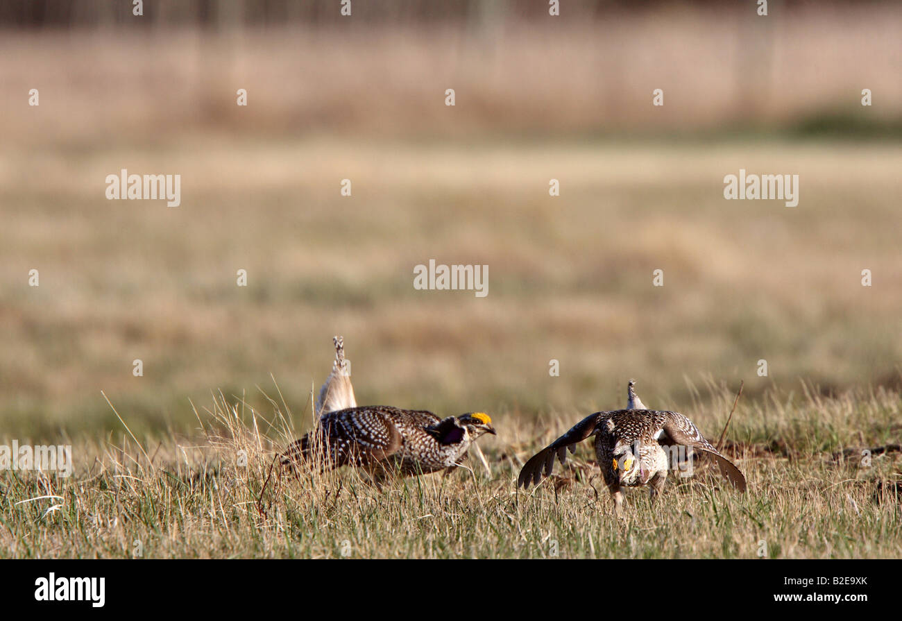 Sharp tailed Grouse at lek finding dominate male Stock Photo - Alamy
