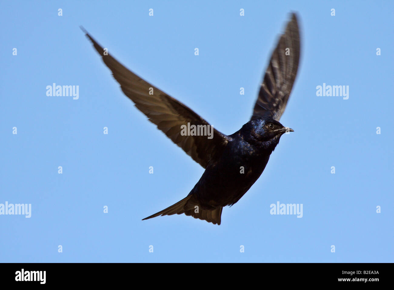 Purple Martin in flight Stock Photo - Alamy