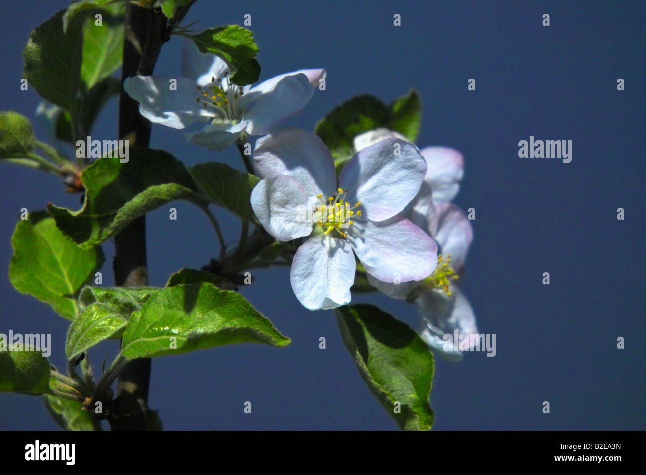 Close-up of flowers blooming on apple tree Stock Photo - Alamy