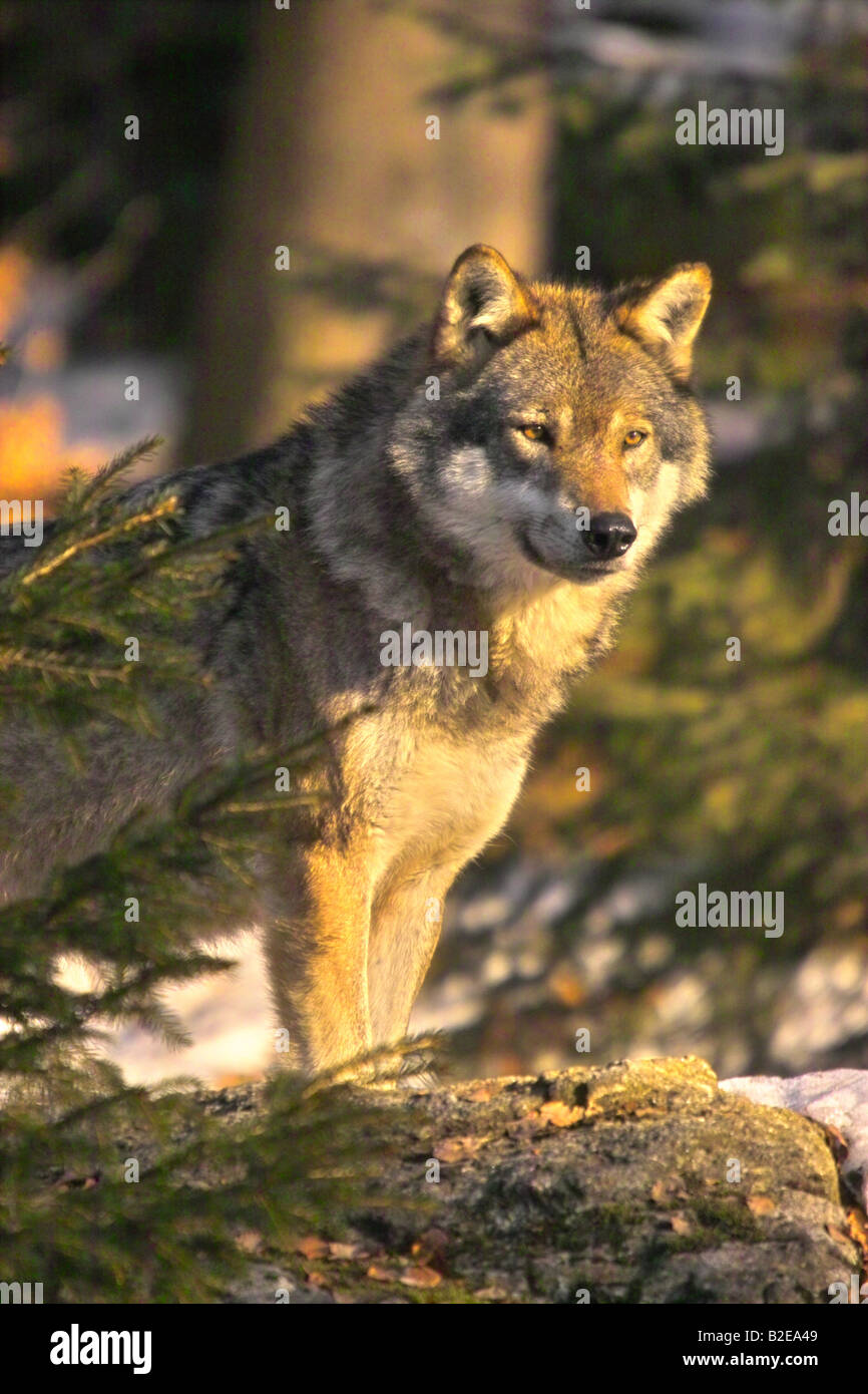 Wolf bavarian forest national hi-res stock photography and images - Alamy