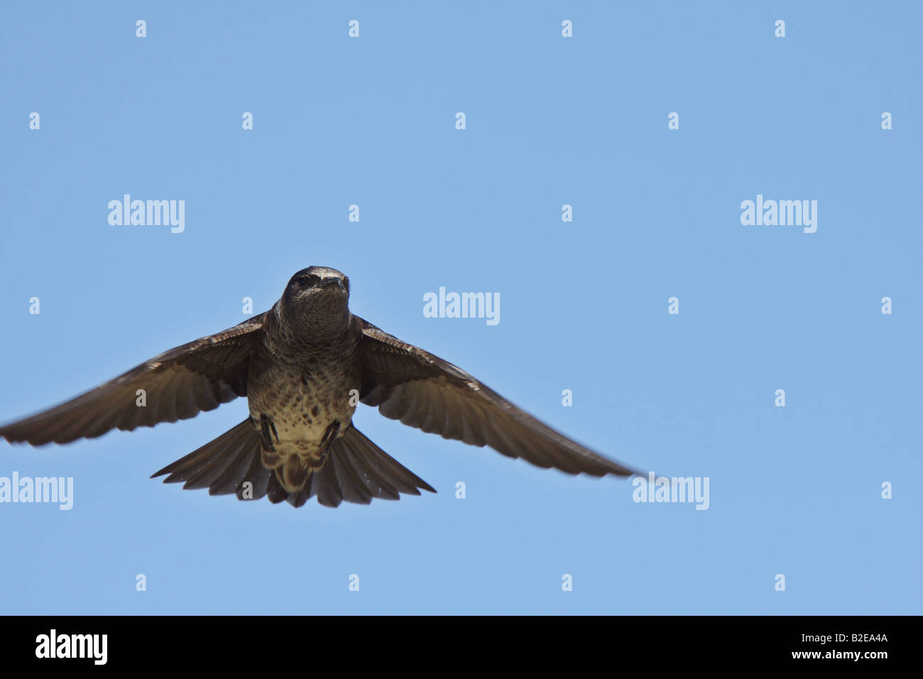 Purple Martin in flight Stock Photo - Alamy
