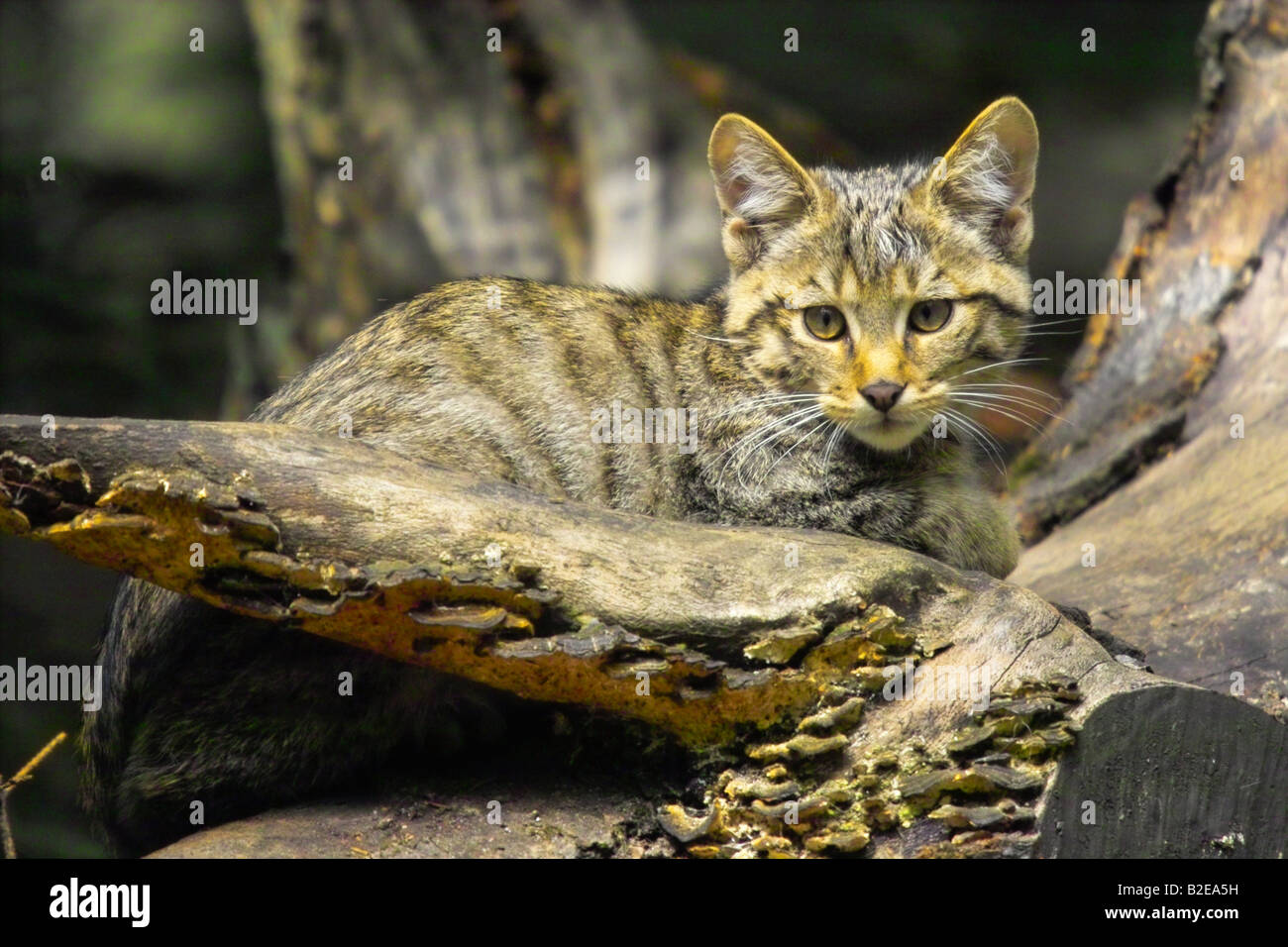 Close-up of Wildcat (Felis silvestris) lying on tree, Bavarian Forest ...