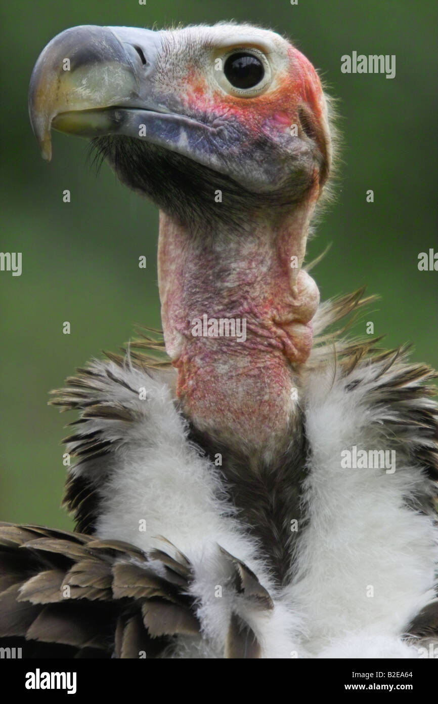 Close-up of vulture, Germany Stock Photo - Alamy